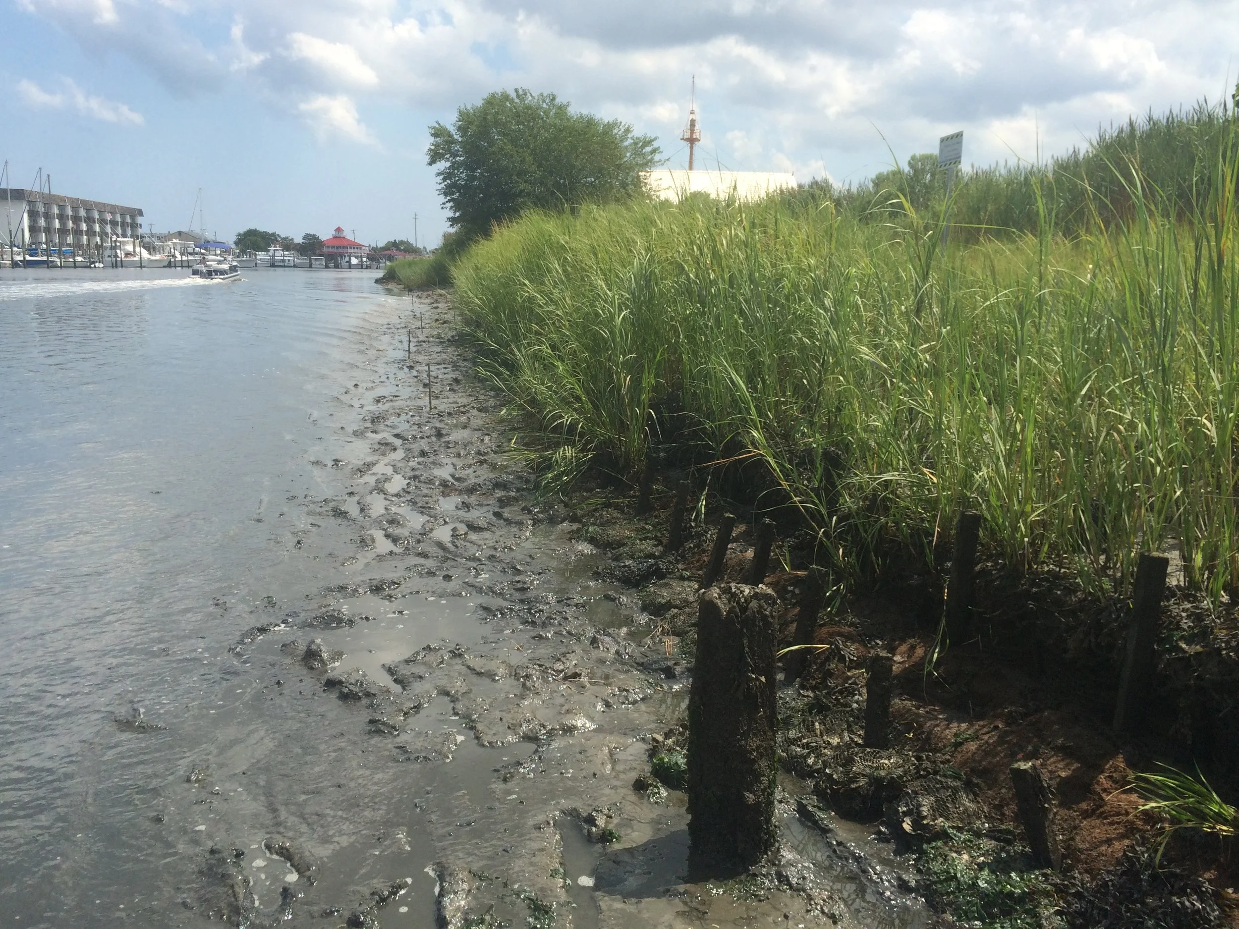 Delaware Living Shorelines