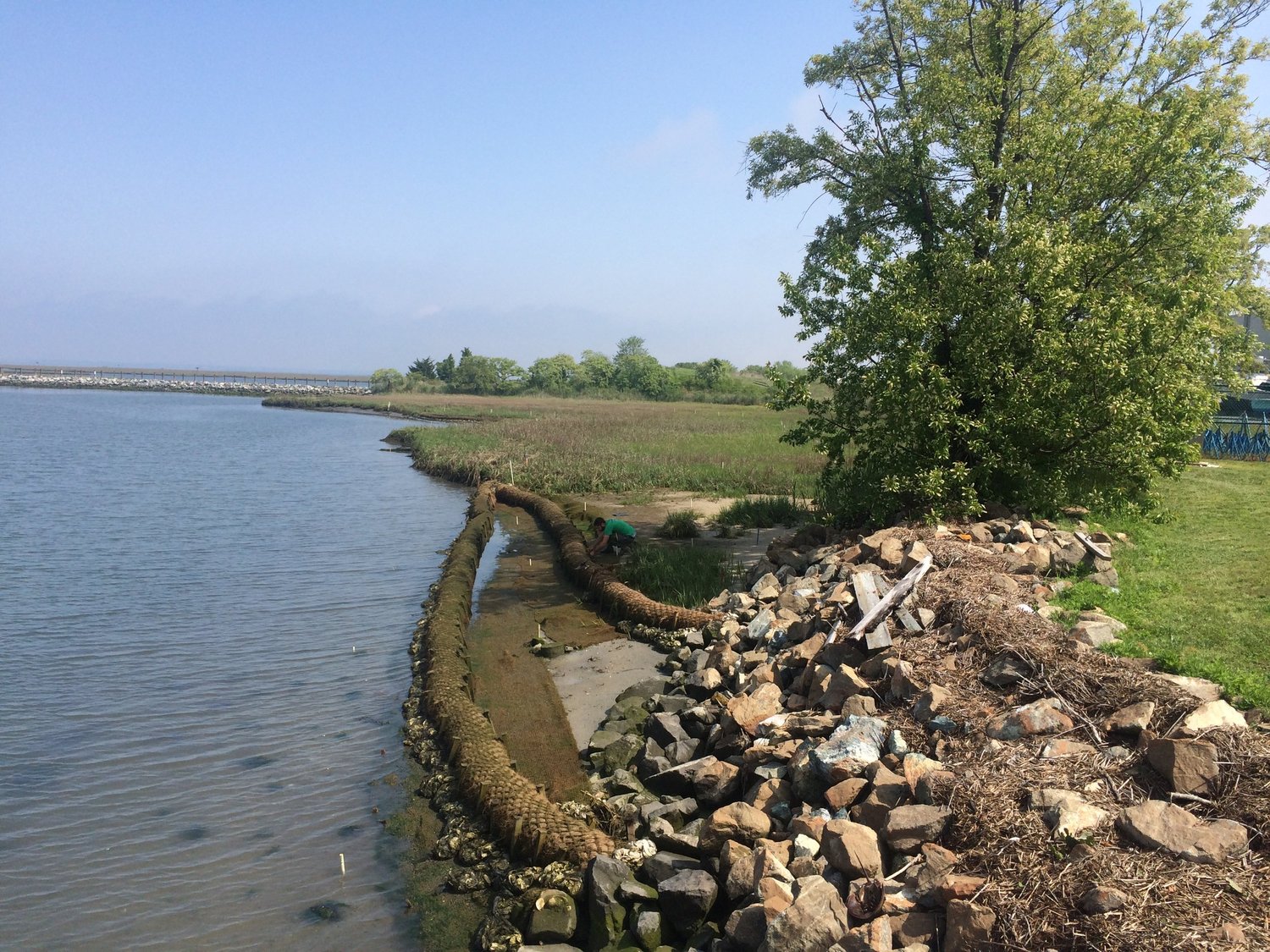 Delaware Living Shorelines