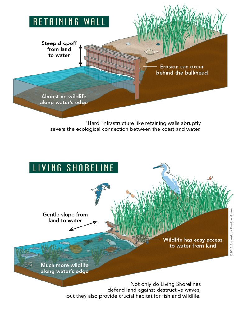 About Living Shorelines — Delaware Living Shorelines