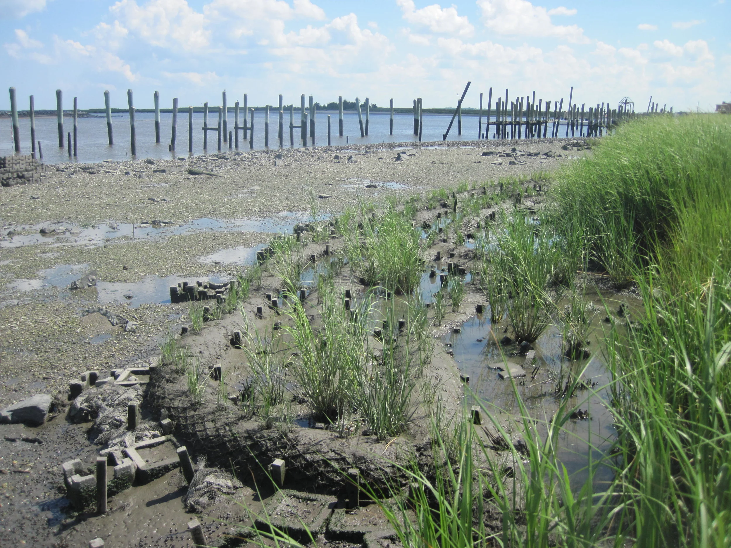 About Living Shorelines — Delaware Living Shorelines