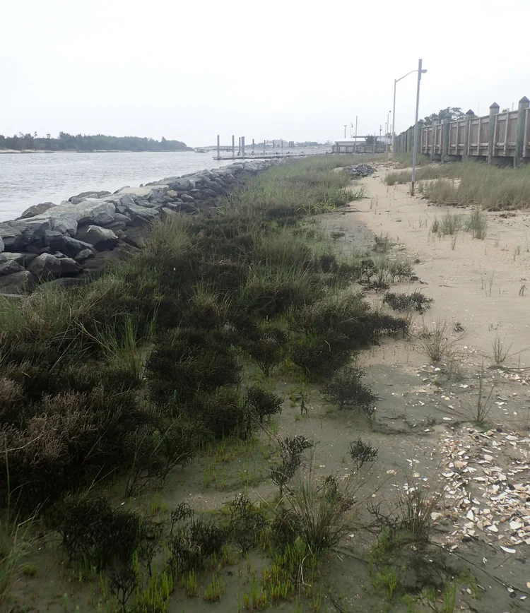 About Living Shorelines — Delaware Living Shorelines