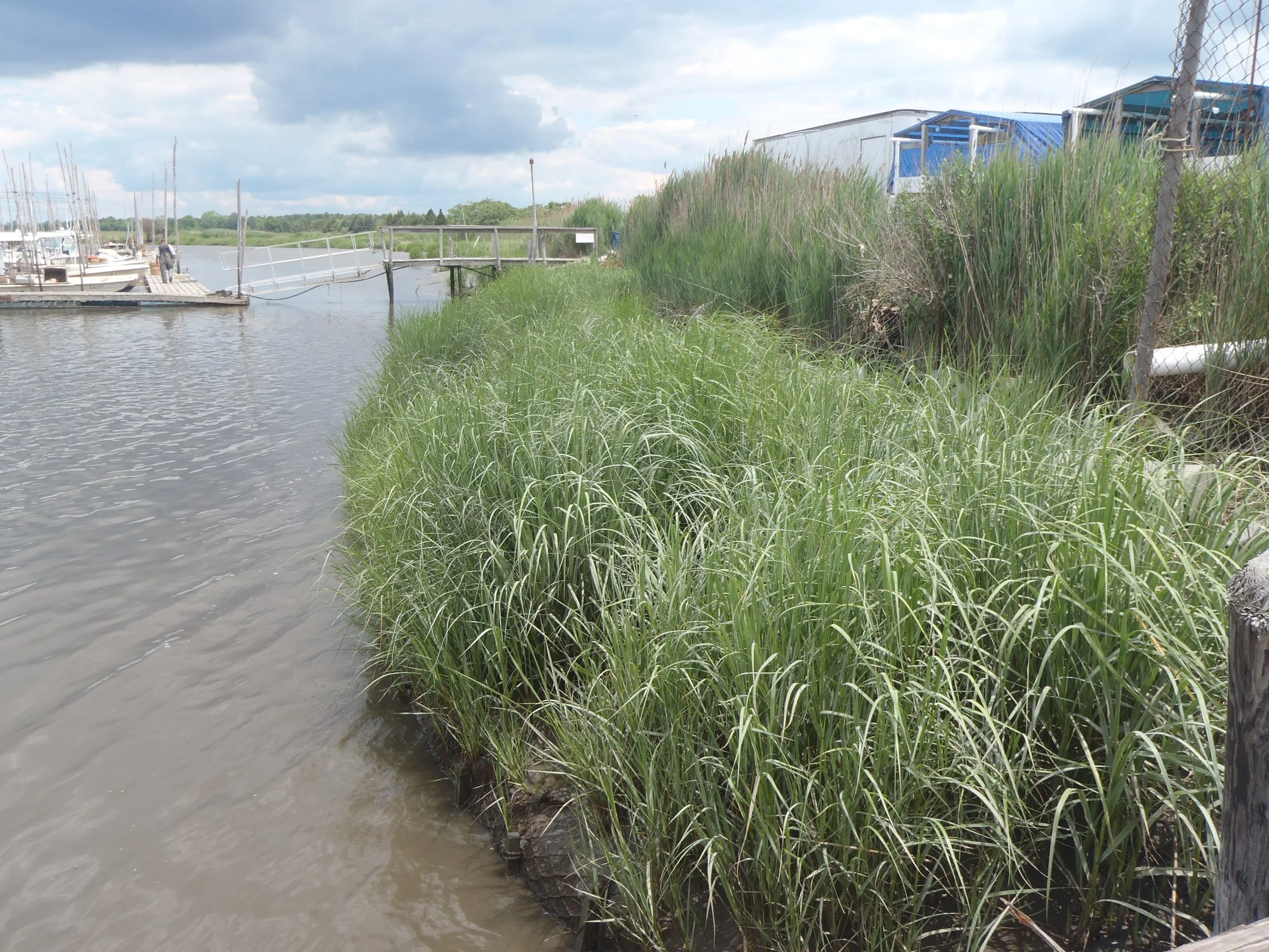 Delaware Living Shorelines