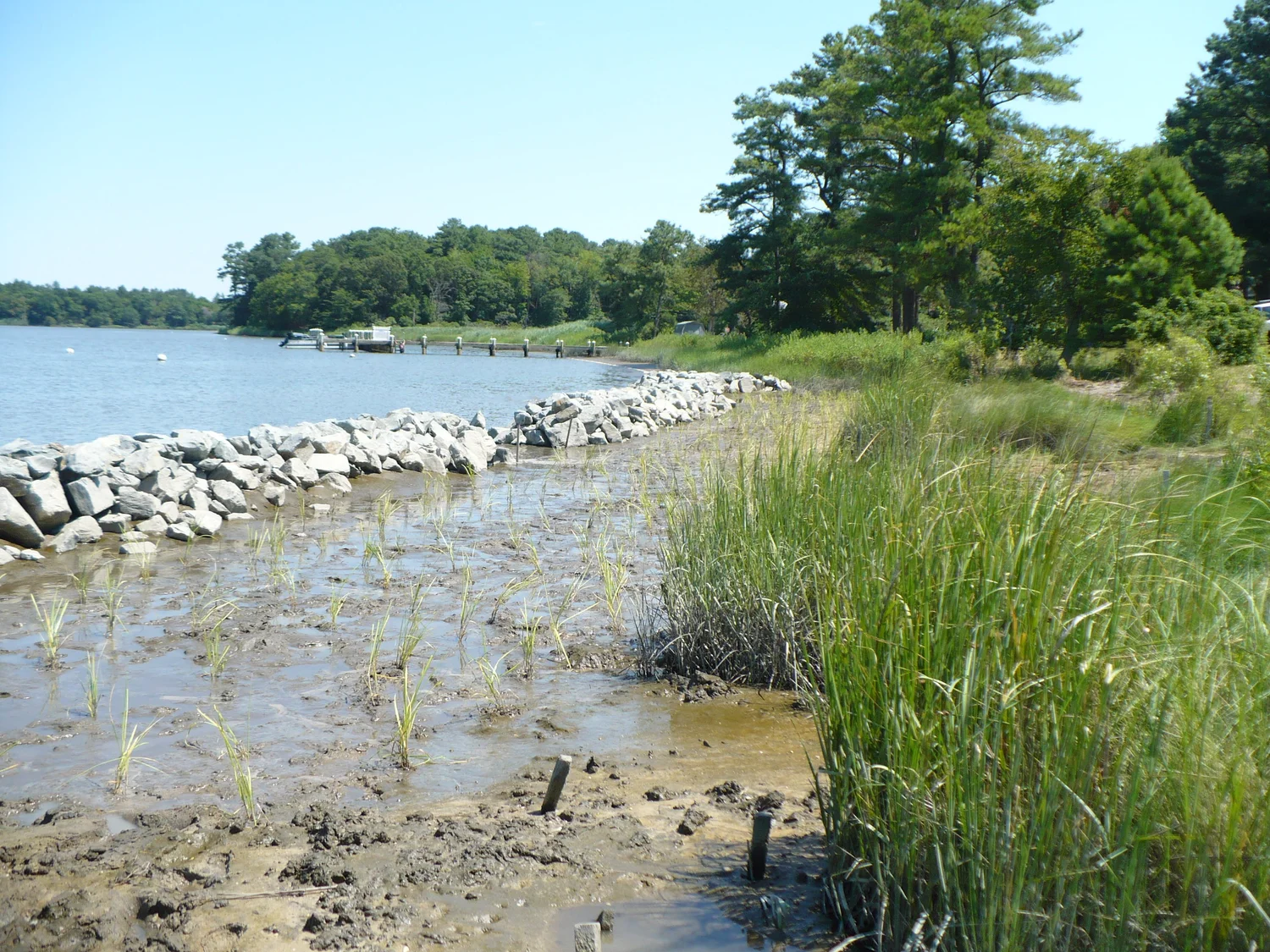 About Living Shorelines — Delaware Living Shorelines