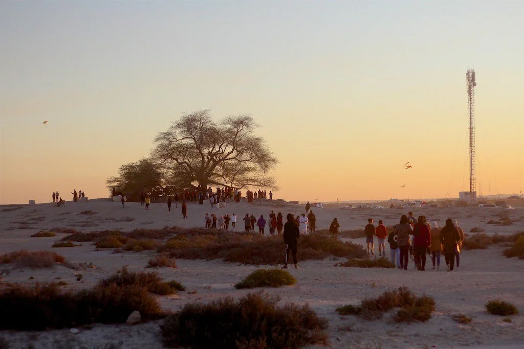 Bahrain's Tree of Life — Julia Inserro, children's book author