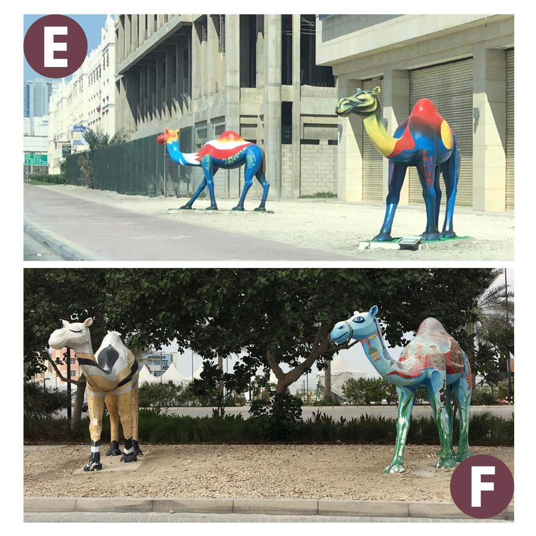 Camel Spotting in Bahrain — Julia Inserro, children's book author
