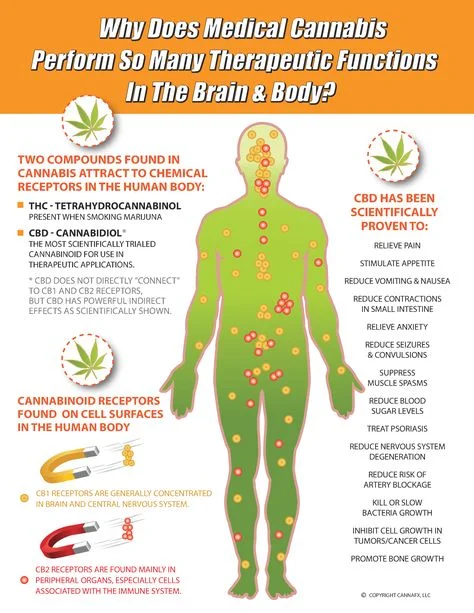 CB1 and CB2 Receptors- what makes the endocannabinoid system tick ...