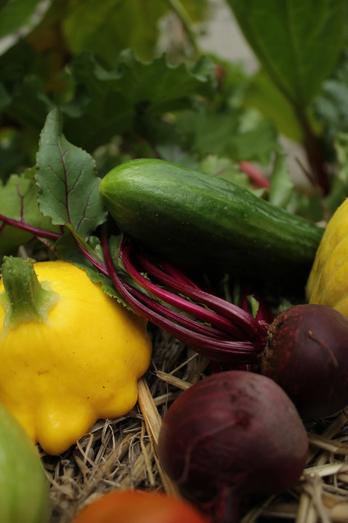 Longley Organic Farm