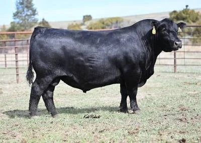 Sires — Carr Angus
