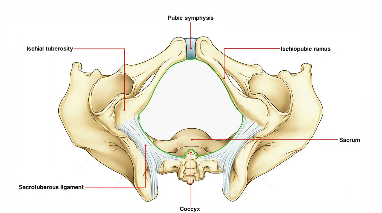 Pubic Pain Pregnancy Pubic Pain Pregnancy