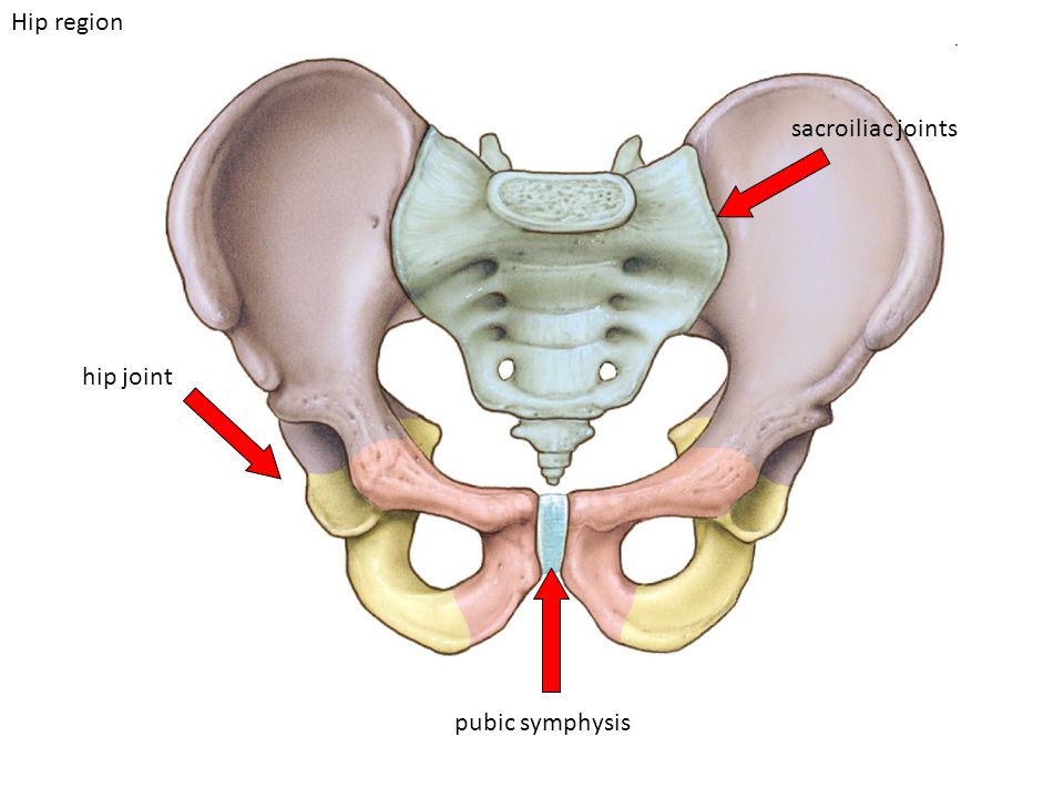 Pubic Symphysis Ligaments Pubic Symphysis Ligaments