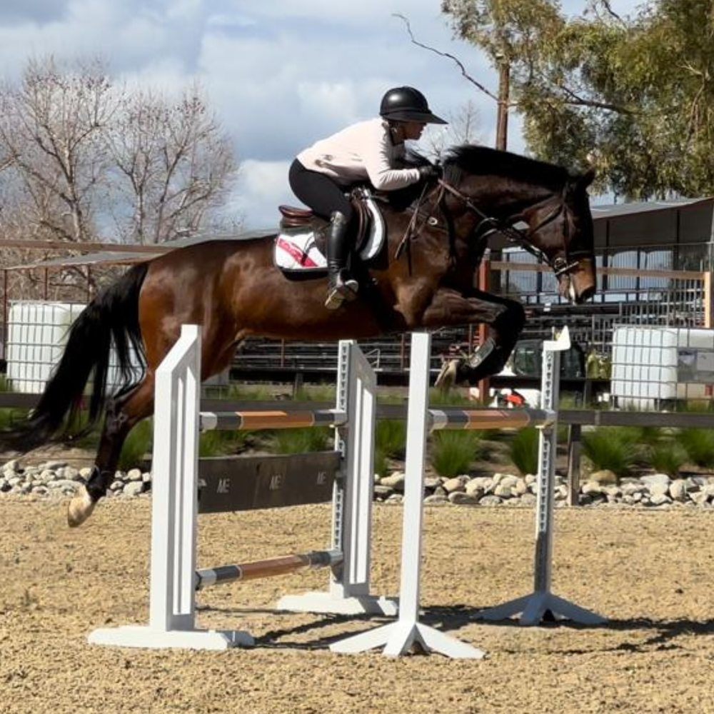 Horses For Sale & Lease | Ramsay Equine Select | Temecula, CA