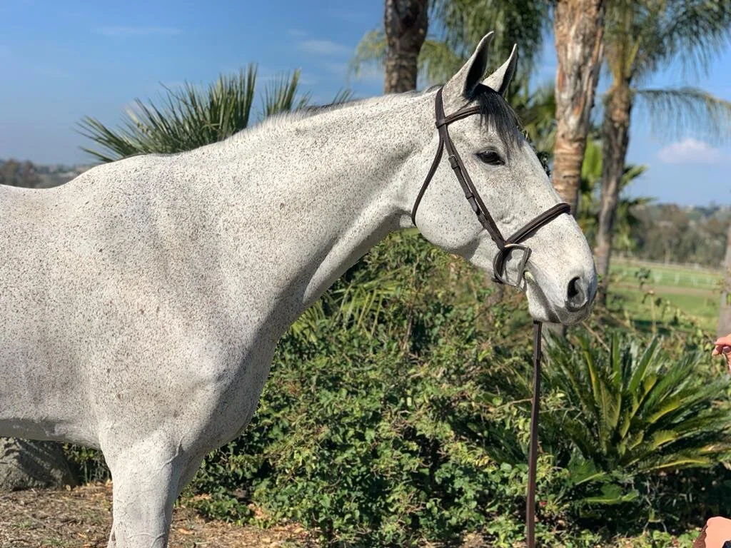 TrueMan | Ramsay Equine Select | Temecula, CA