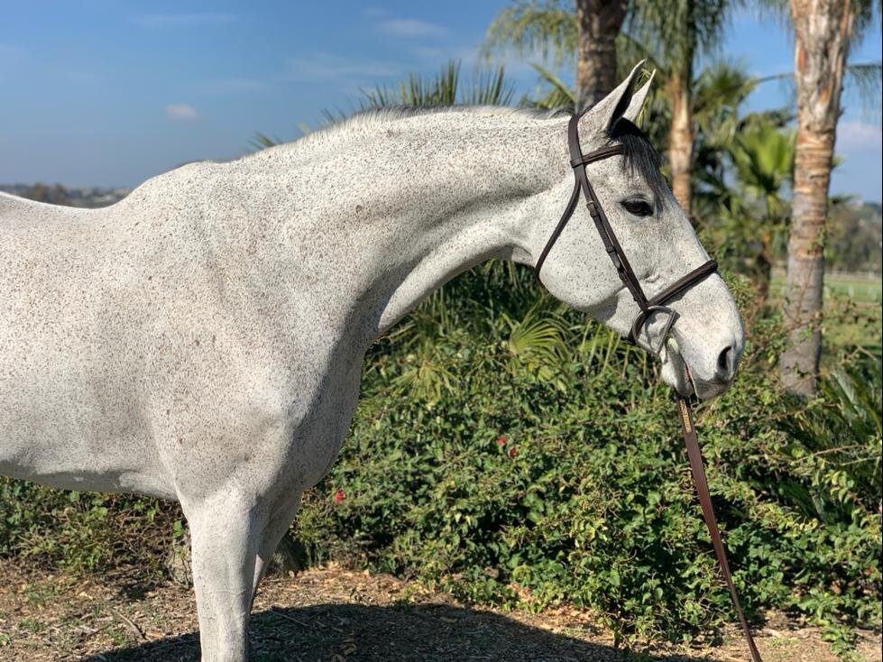 TrueMan | Ramsay Equine Select | Temecula, CA