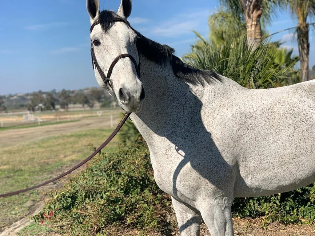 TrueMan | Ramsay Equine Select | Temecula, CA