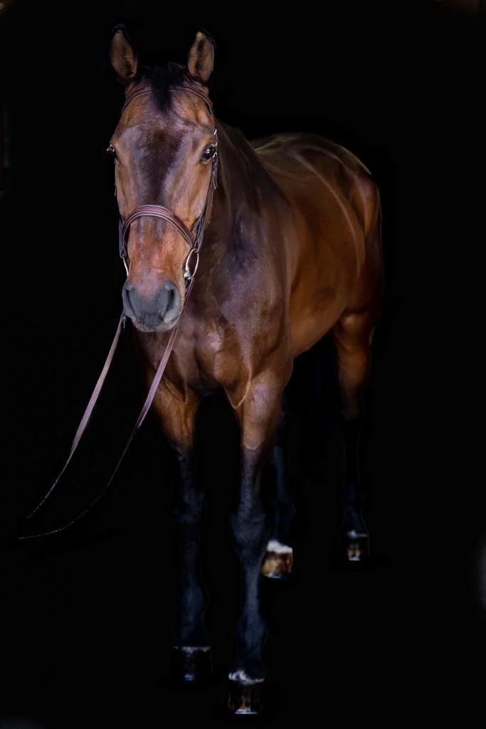 Casius Clay | Ramsay Equine Select | Temecula, CA