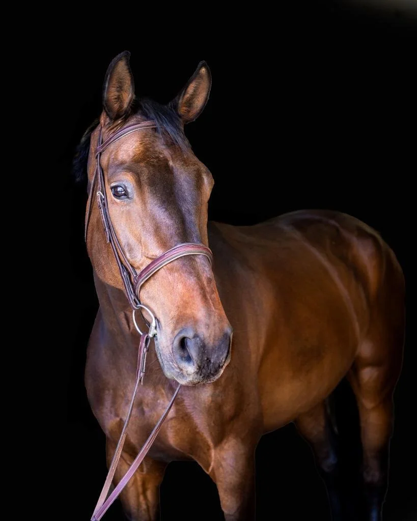Casius Clay | Ramsay Equine Select | Temecula, CA
