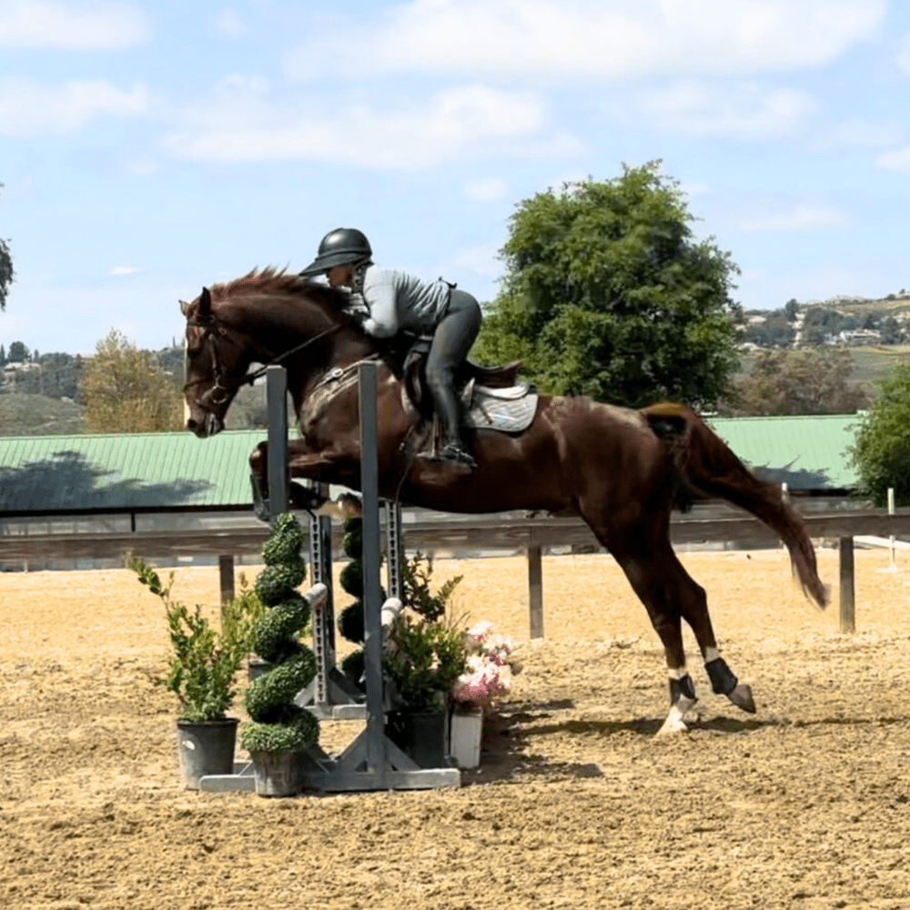 Horses For Sale & Lease | Ramsay Equine Select | Temecula, CA