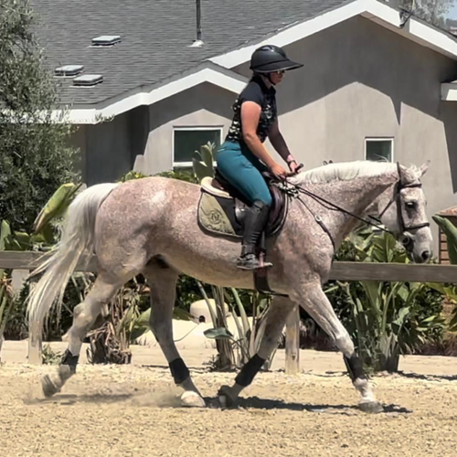 Horses For Sale & Lease | Ramsay Equine Select | Temecula, CA