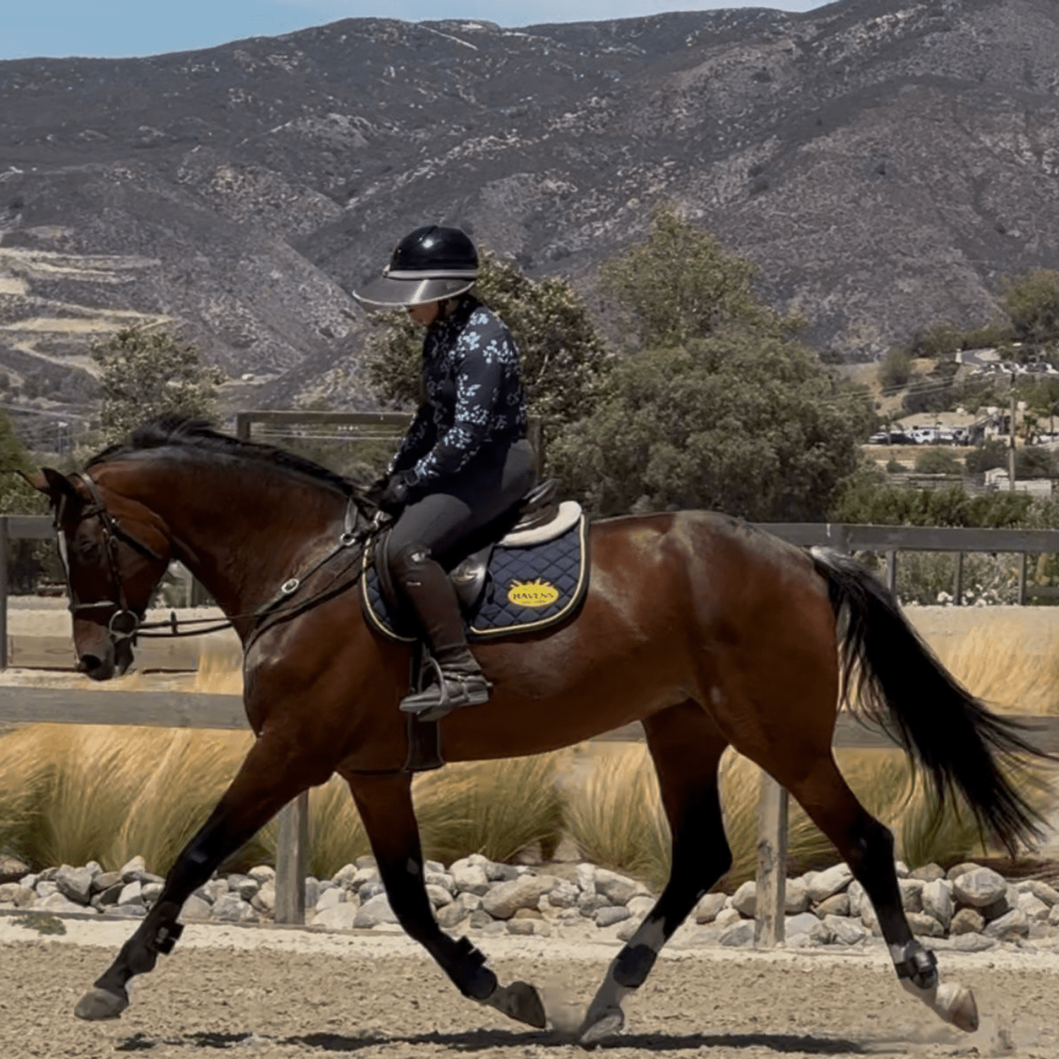 Horses For Sale & Lease | Ramsay Equine Select | Temecula, CA