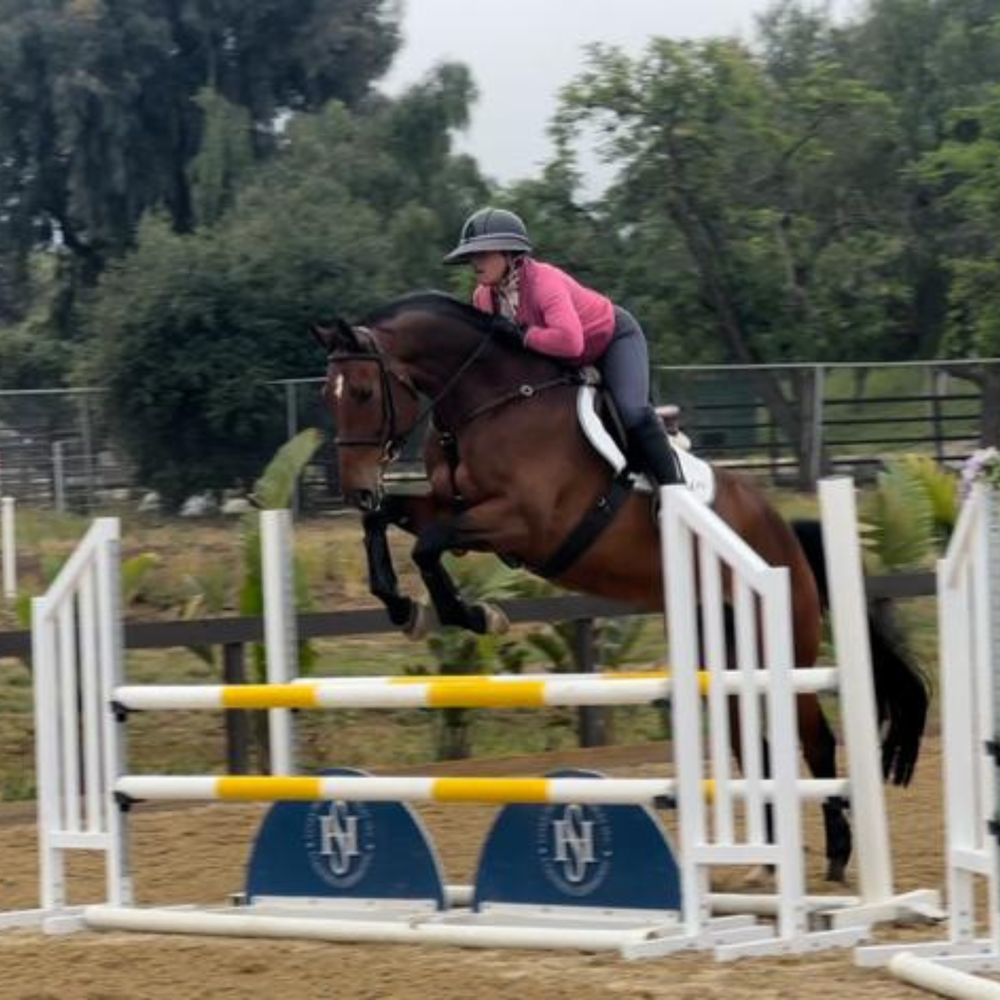 Horses For Sale & Lease | Ramsay Equine Select | Temecula, CA