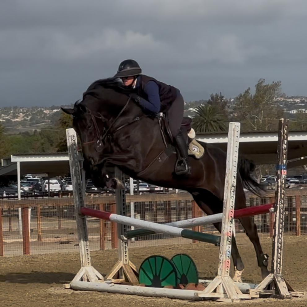 Horses For Sale & Lease | Ramsay Equine Select | Temecula, CA