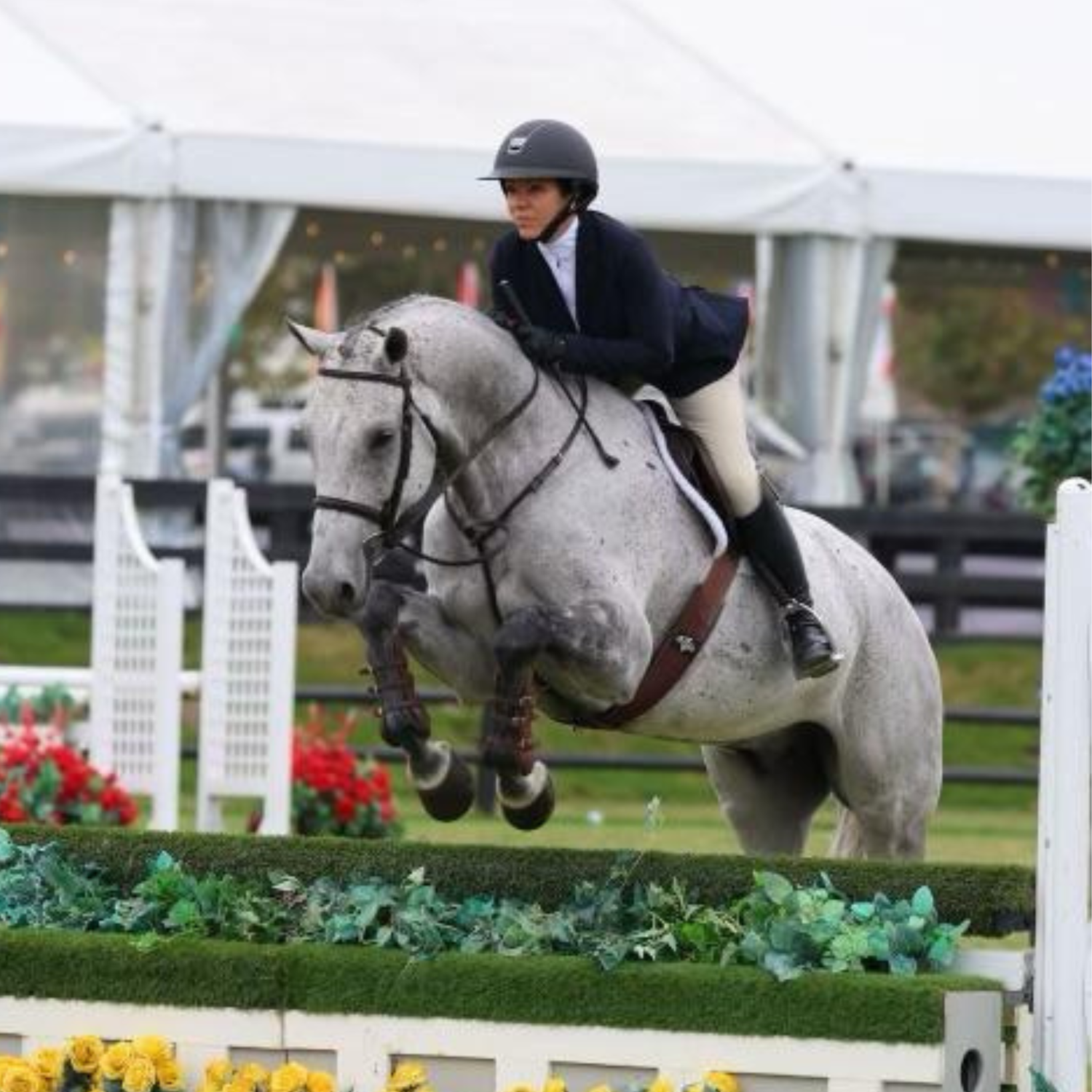Horses For Sale & Lease | Ramsay Equine Select | Temecula, CA