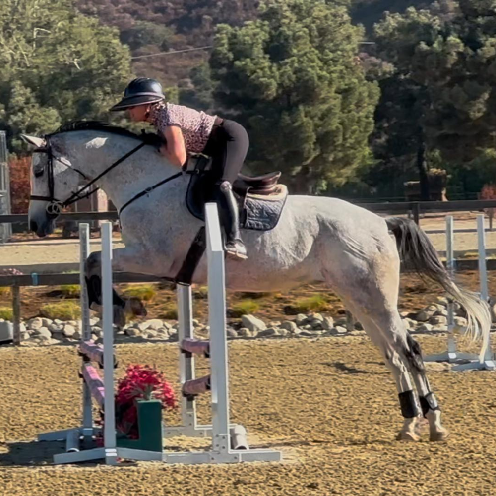 Horses For Sale & Lease | Ramsay Equine Select | Temecula, CA