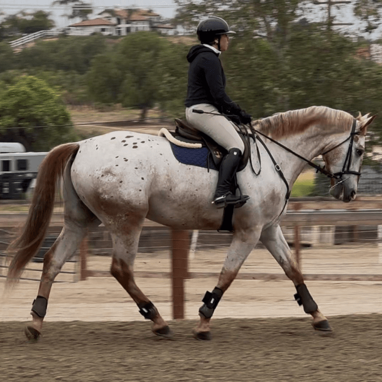 Horses For Sale & Lease | Ramsay Equine Select | Temecula, CA