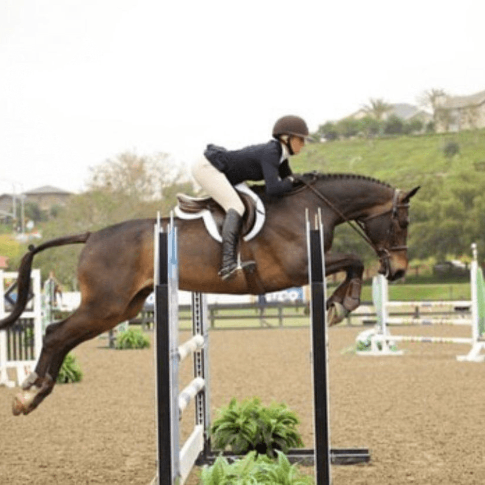 Horses For Sale & Lease | Ramsay Equine Select | Temecula, CA