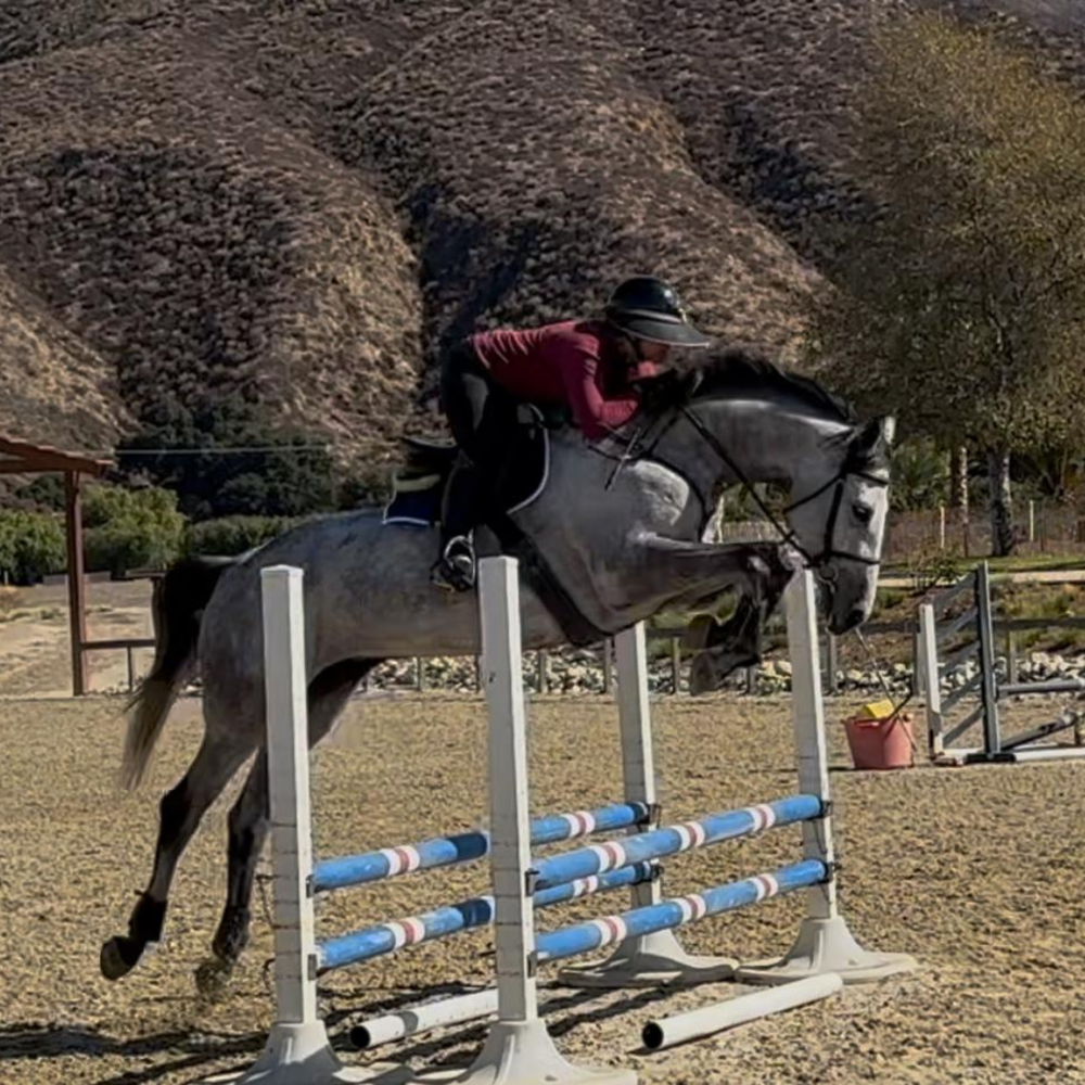 Horses For Sale & Lease | Ramsay Equine Select | Temecula, CA