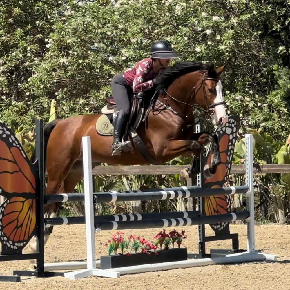Horses For Sale & Lease | Ramsay Equine Select | Temecula, CA