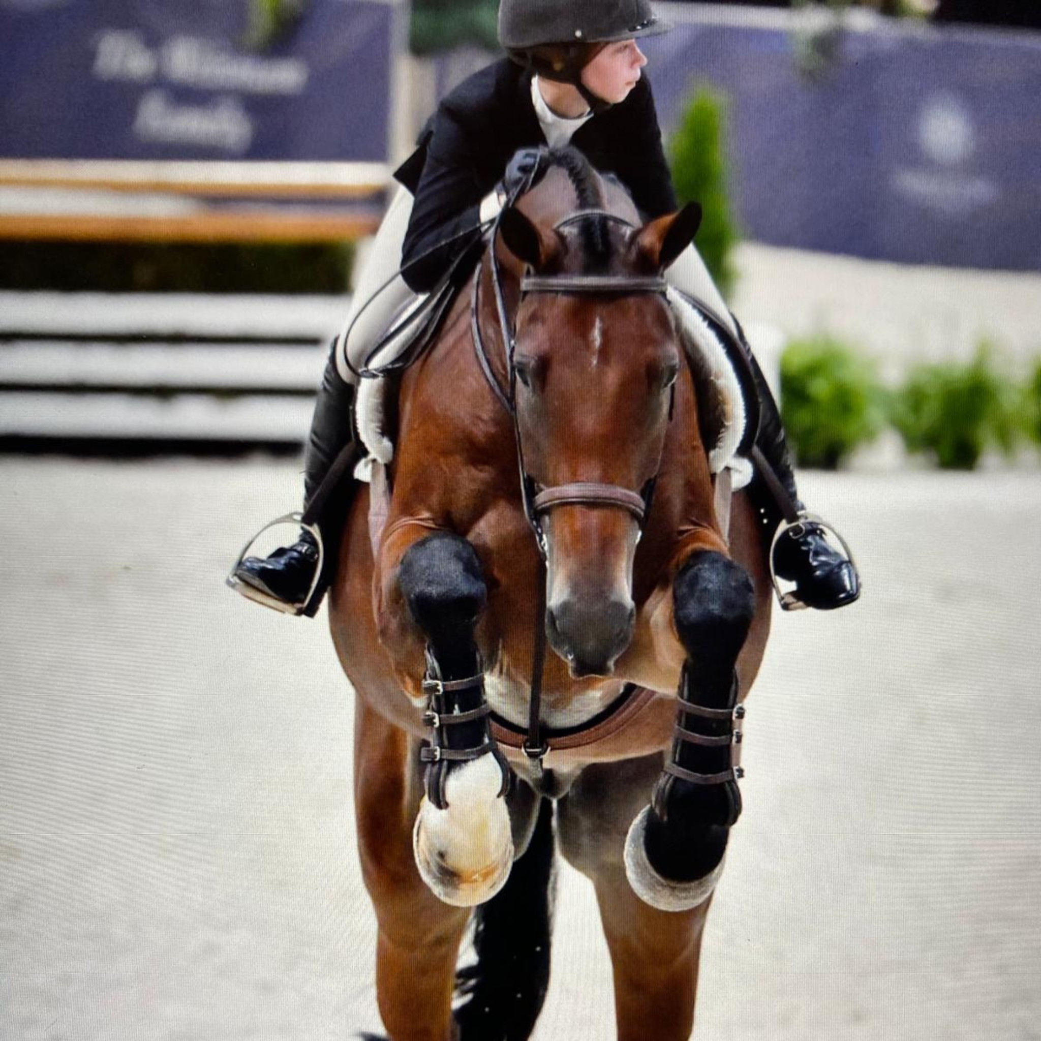 Horses For Sale & Lease | Ramsay Equine Select | Temecula, CA