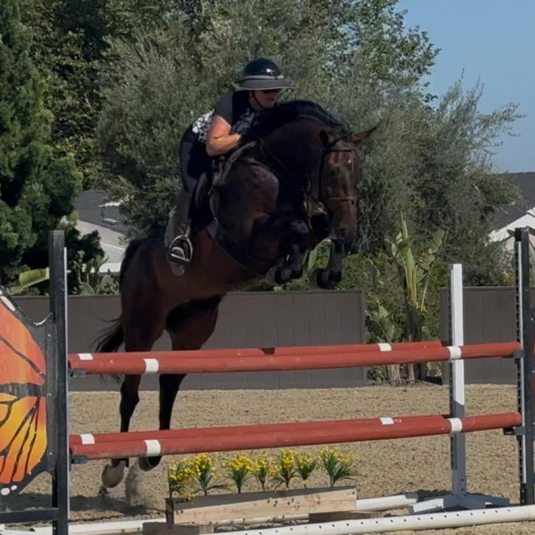 Horses For Sale & Lease | Ramsay Equine Select | Temecula, CA