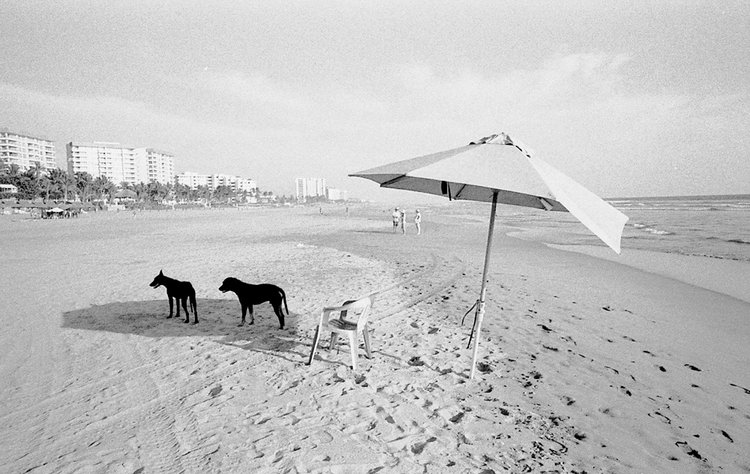 New Work — David Carol Photographer