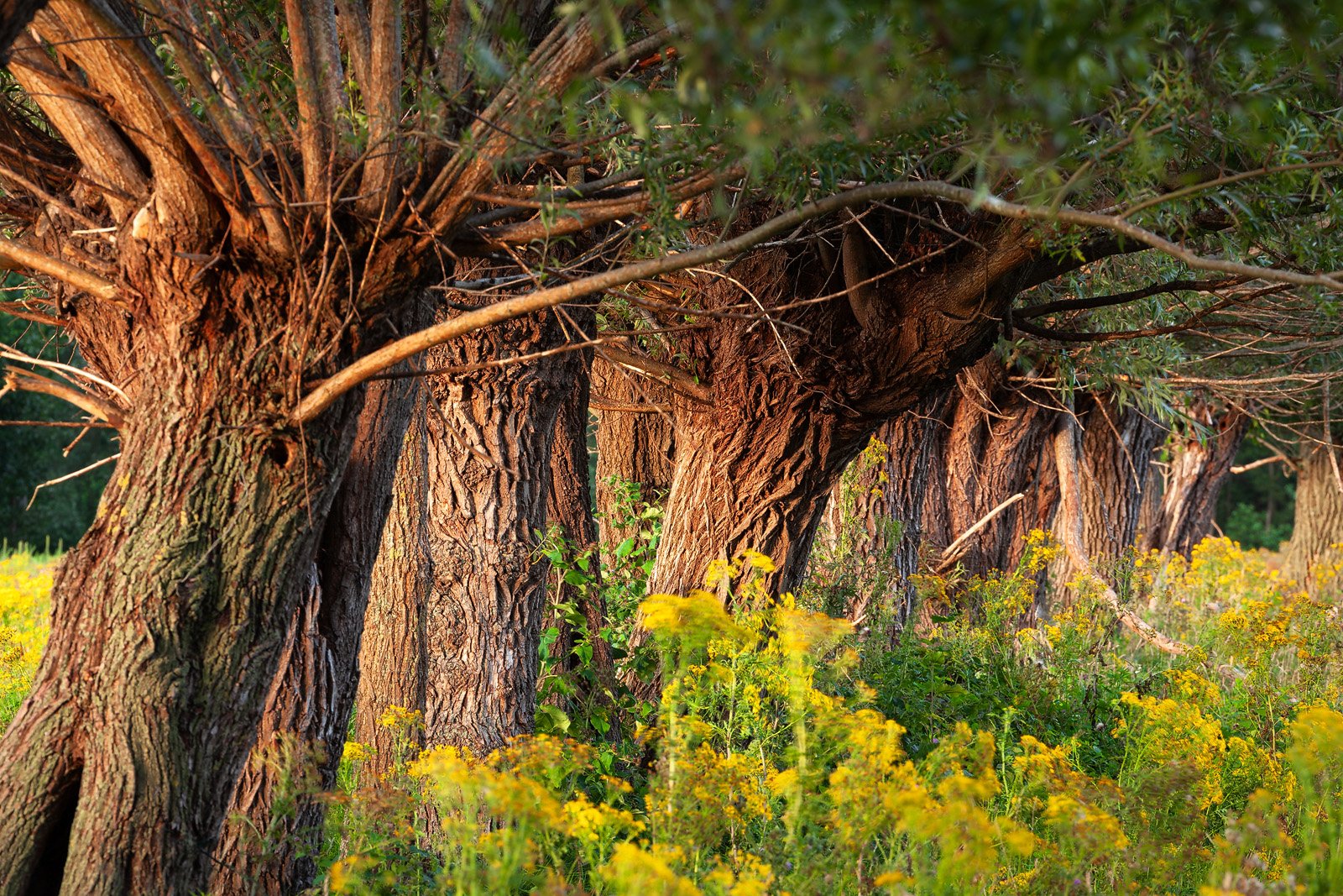Steven Van Verre Landscape Photography — Schelde