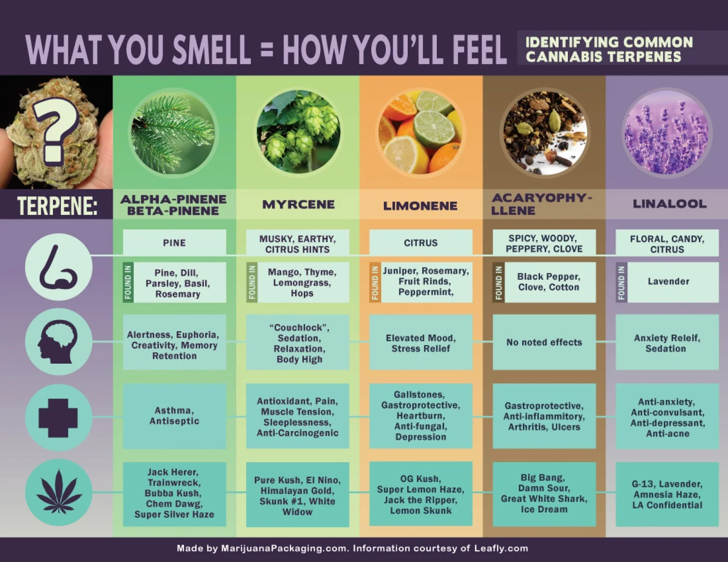 Terpenes Rising Leaf Farms Terpenes Rising Leaf Farms