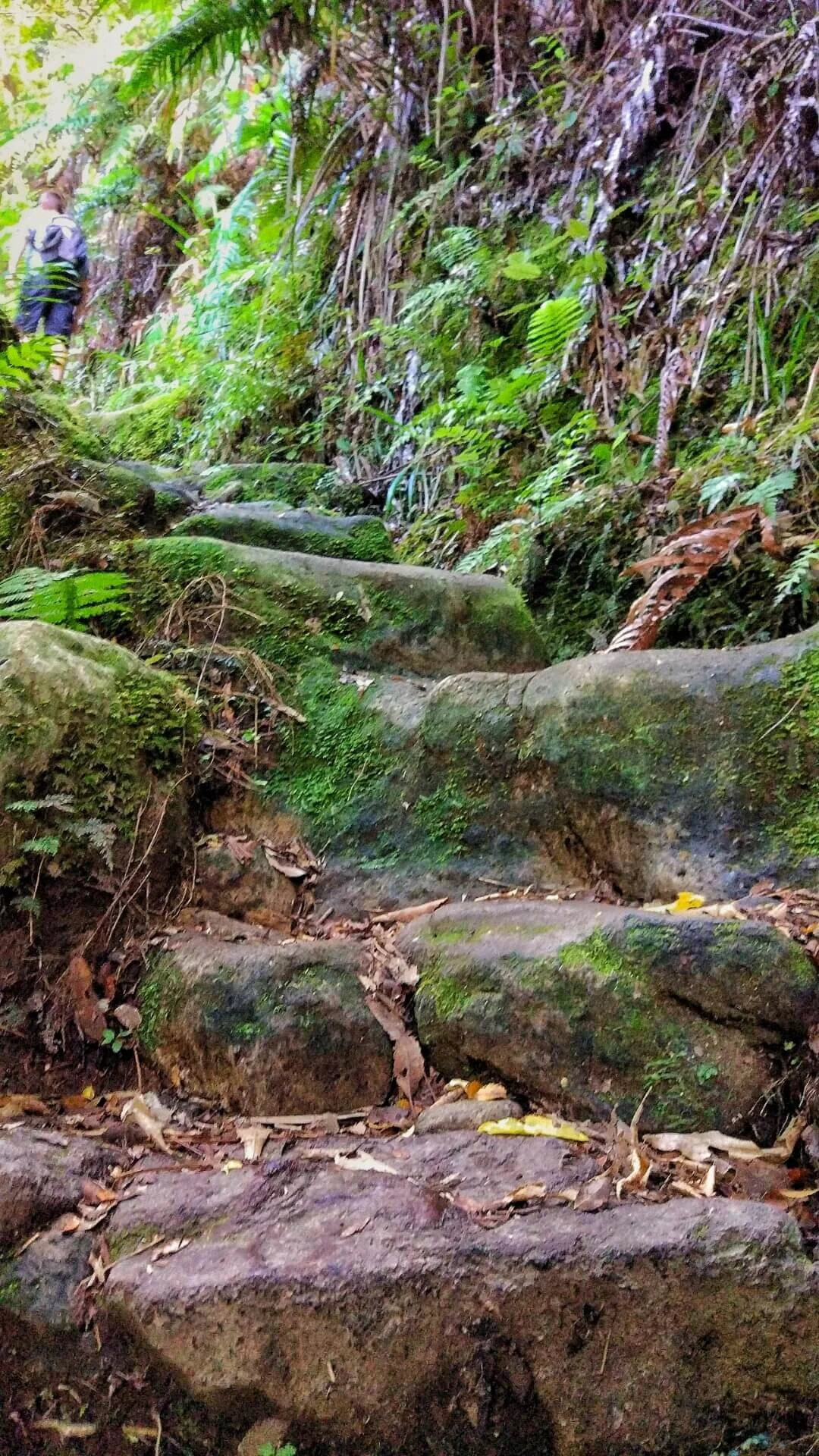 Hiking the Pinnacles Coromandel