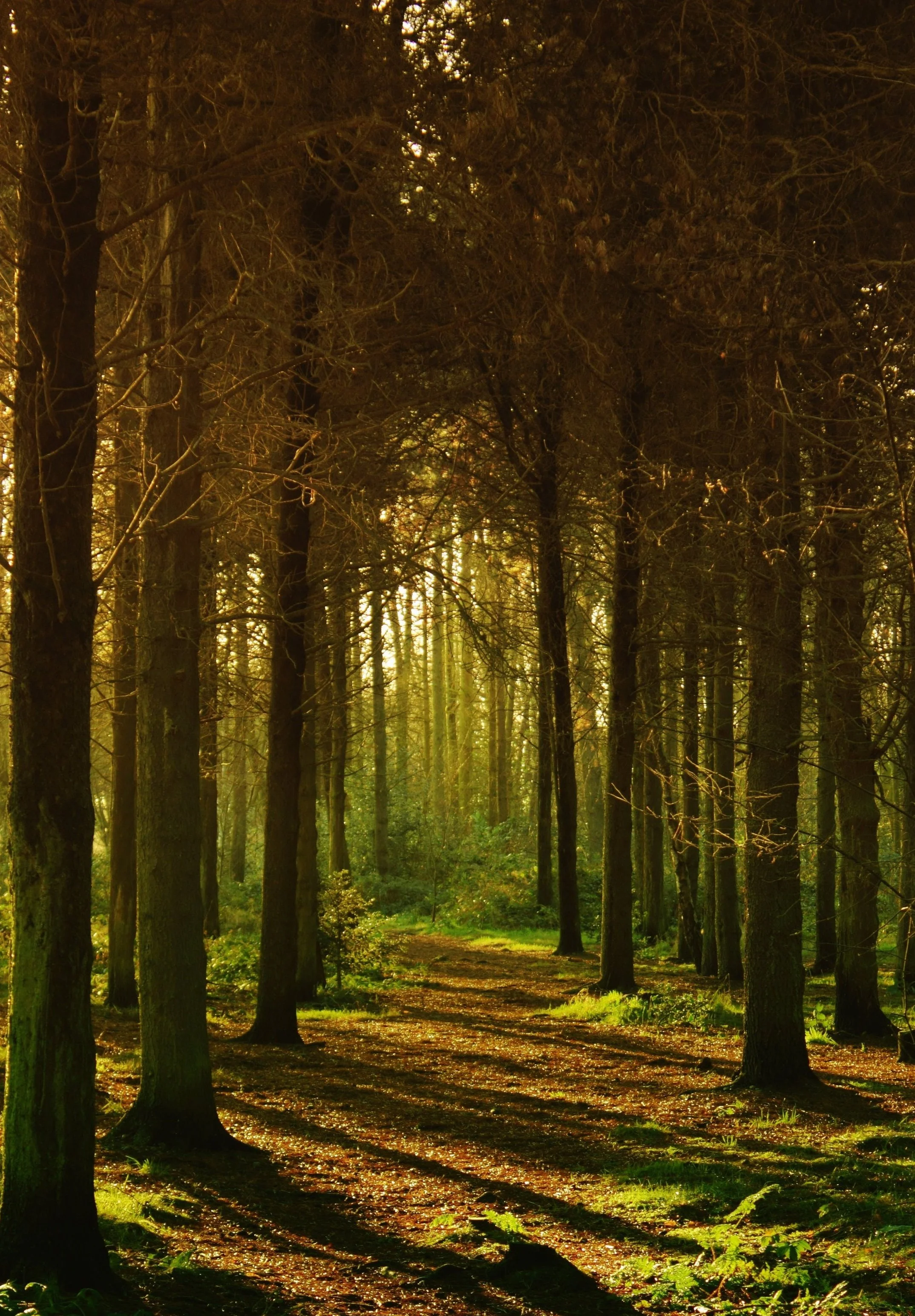 Retreat — Virgin Timber Resort