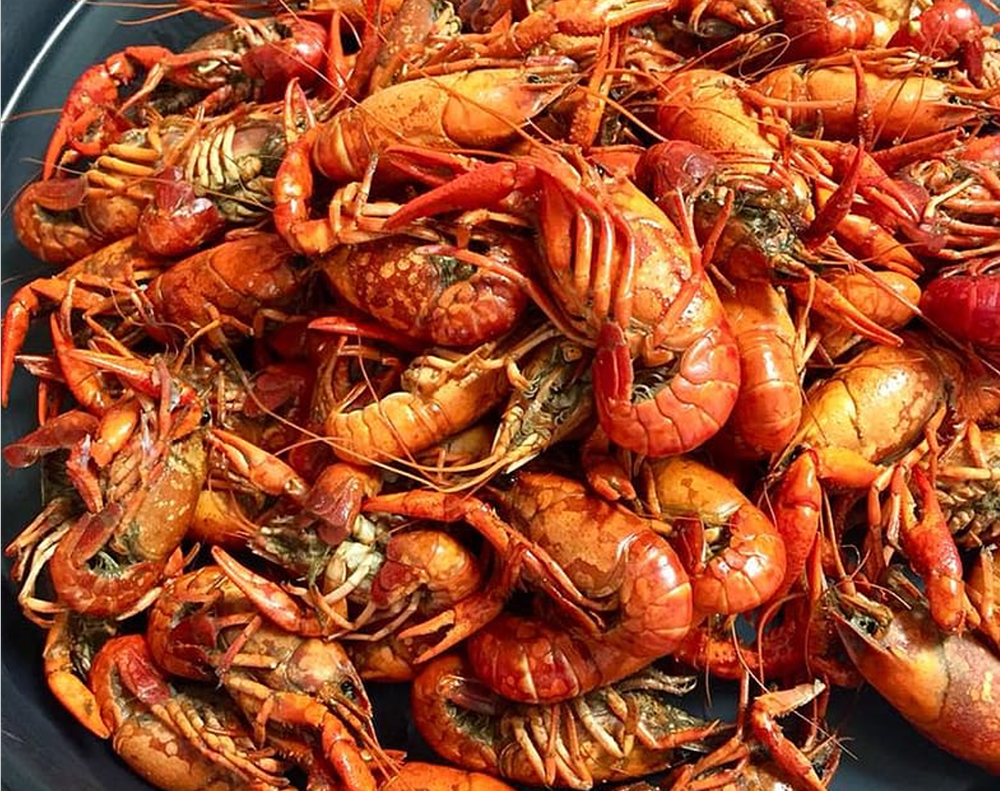 Tox in The Land: Amnesic Shellfish Poisoning — University Hospitals ...