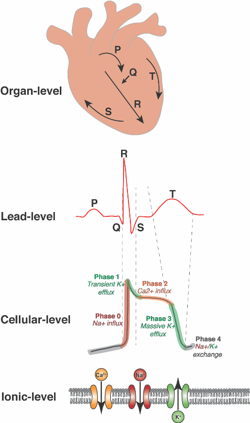 Tox in The Land: Toxic Ticker - Cardiac Involvement of Common ...