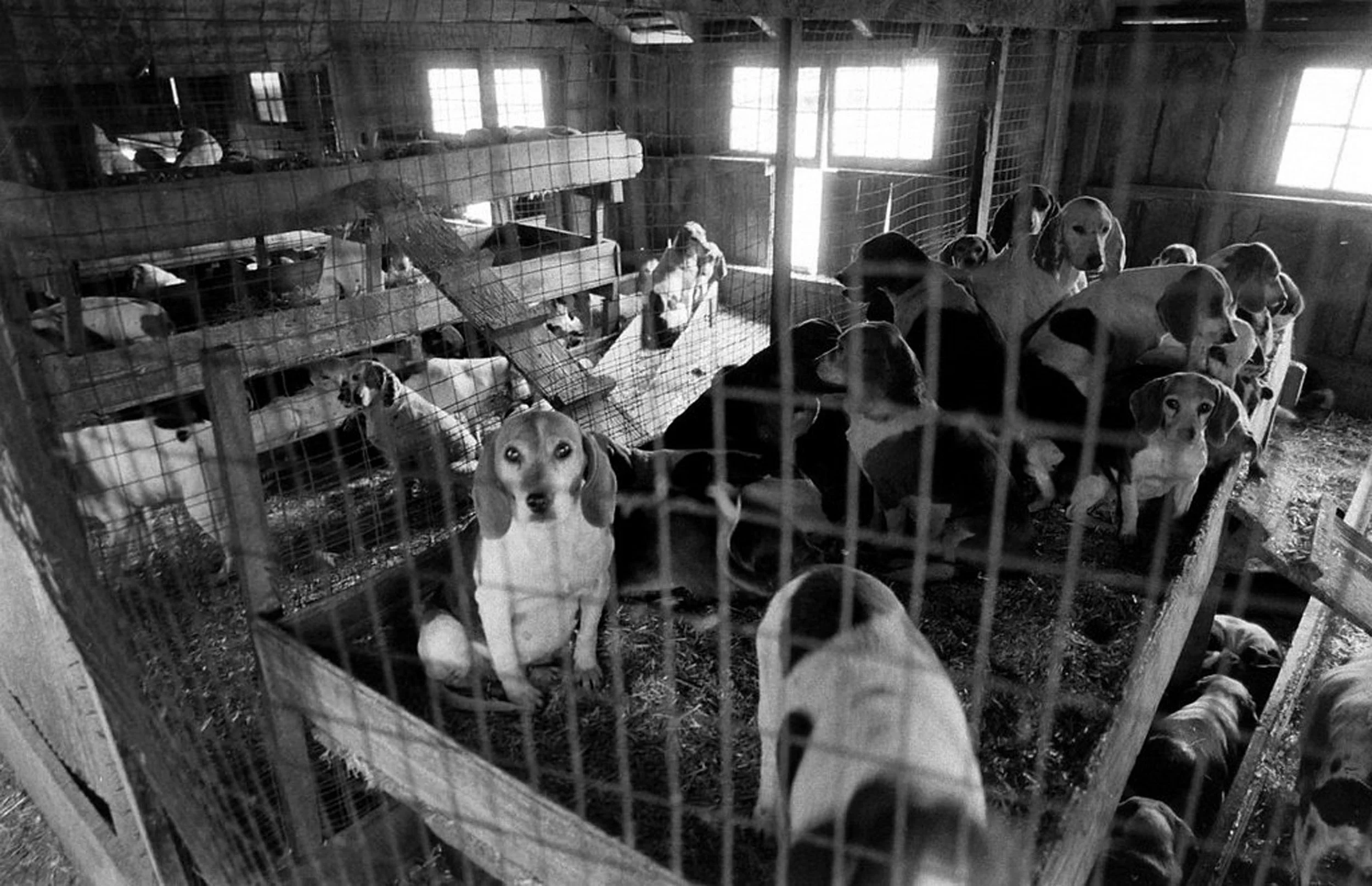 Puppy Mills — 1 Love 4 Animals