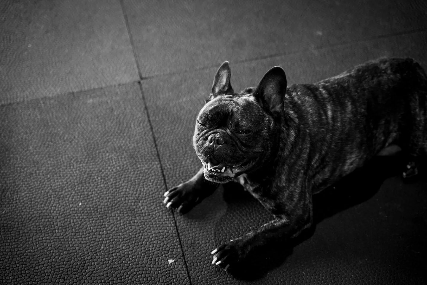 ELEMENT26 | S&C // BJJ