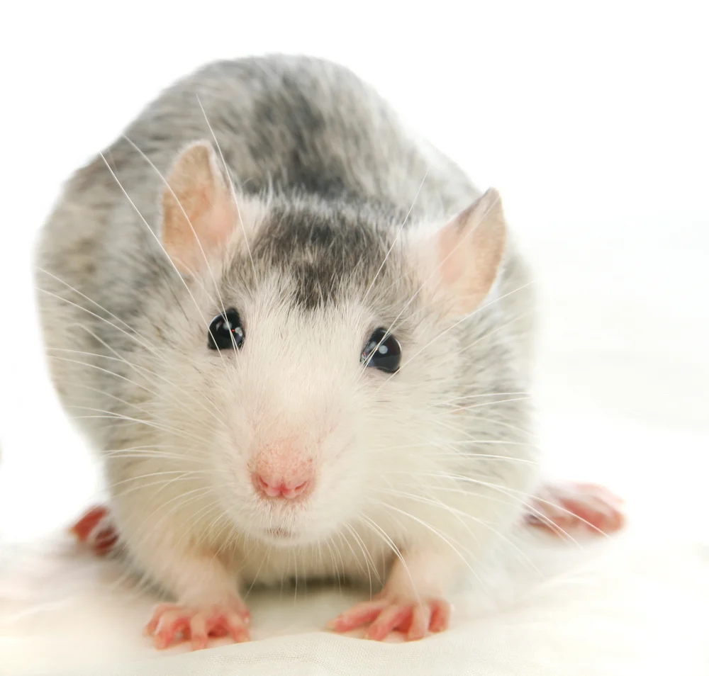 Pine Point Animal Hospital