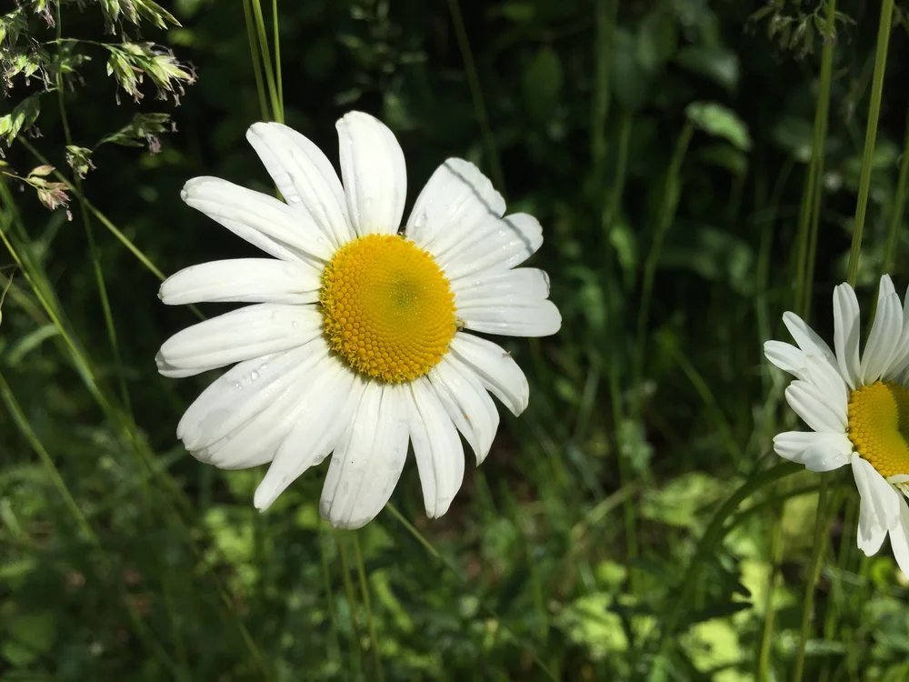 Tartelette trio - some classics — Baking with the French Tarte