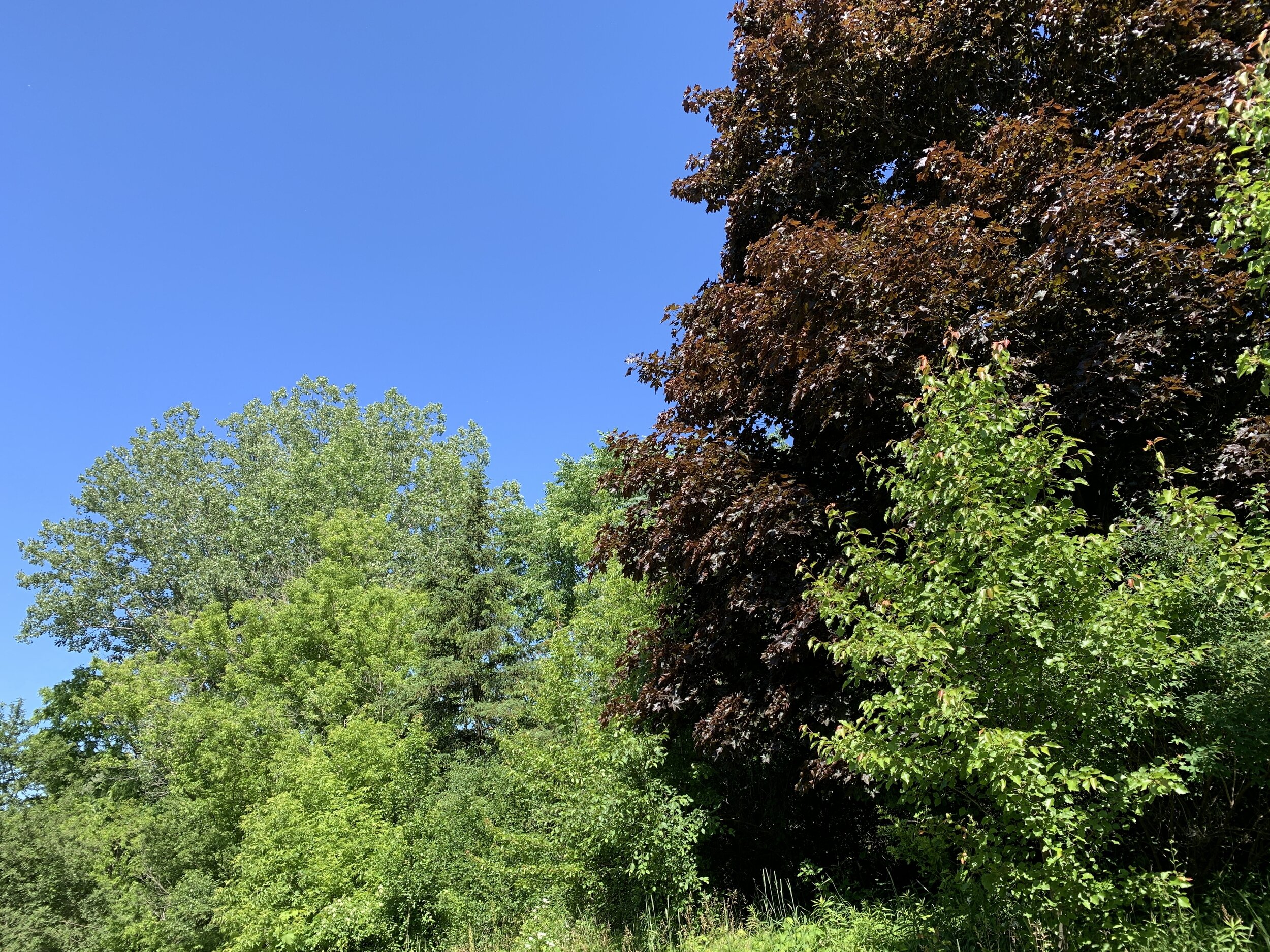 Tosca almond torte — Baking with the French Tarte