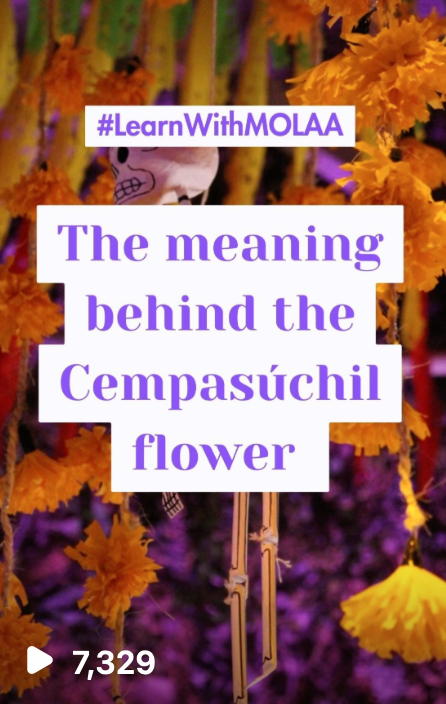 Educational Video: Cempasuchil Flower Meaning — MOLAA | Museum of Latin ...