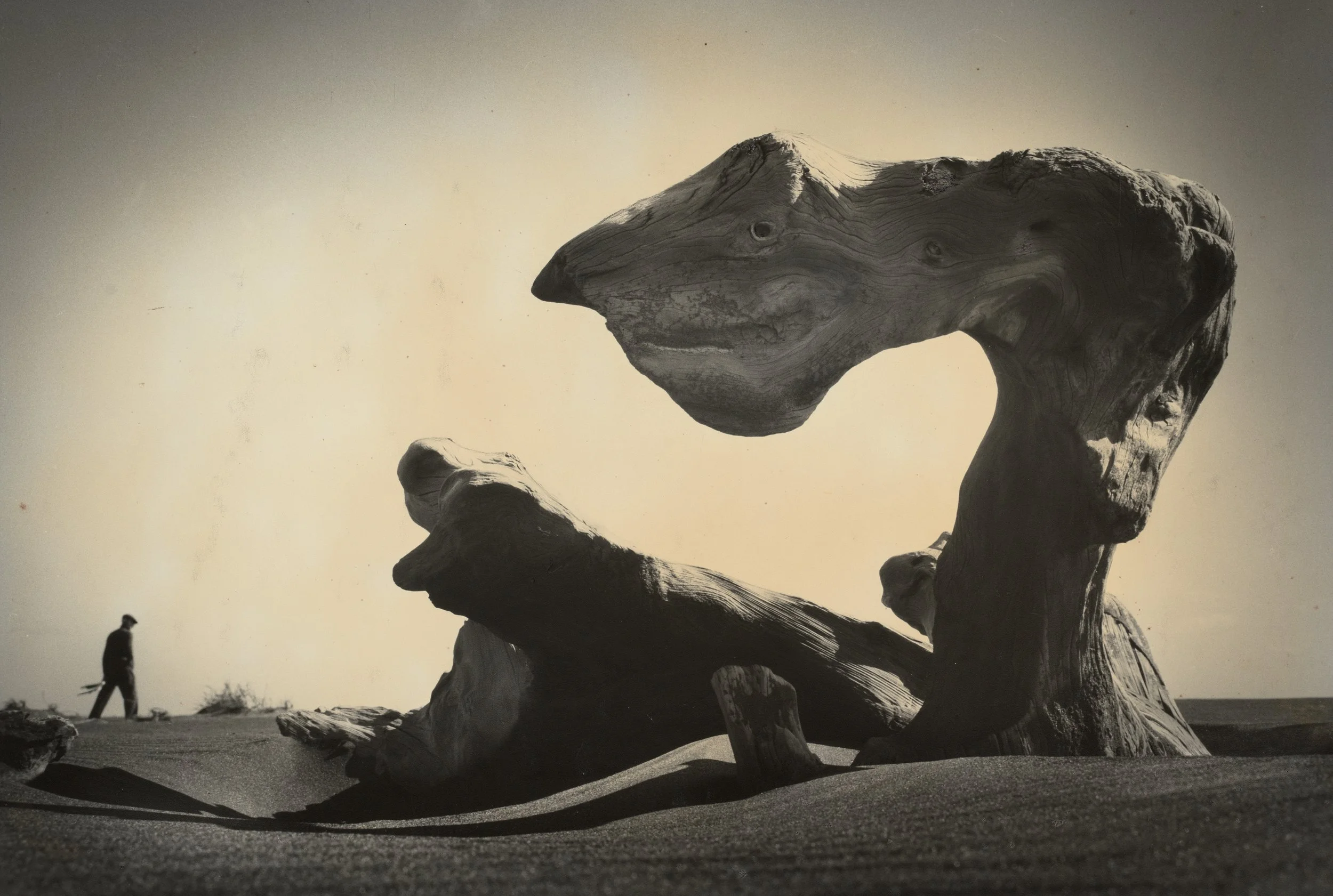 Nature Boy: The Photography of Olaf Petersen — PhotoForum