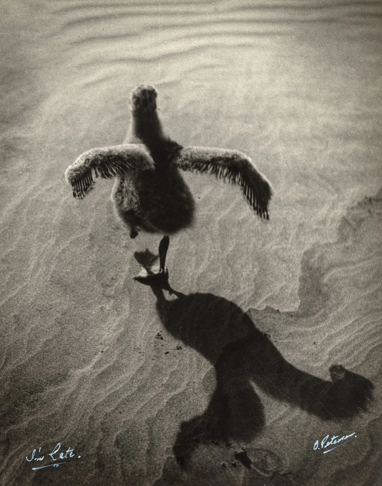 Nature Boy: The Photography of Olaf Petersen — PhotoForum