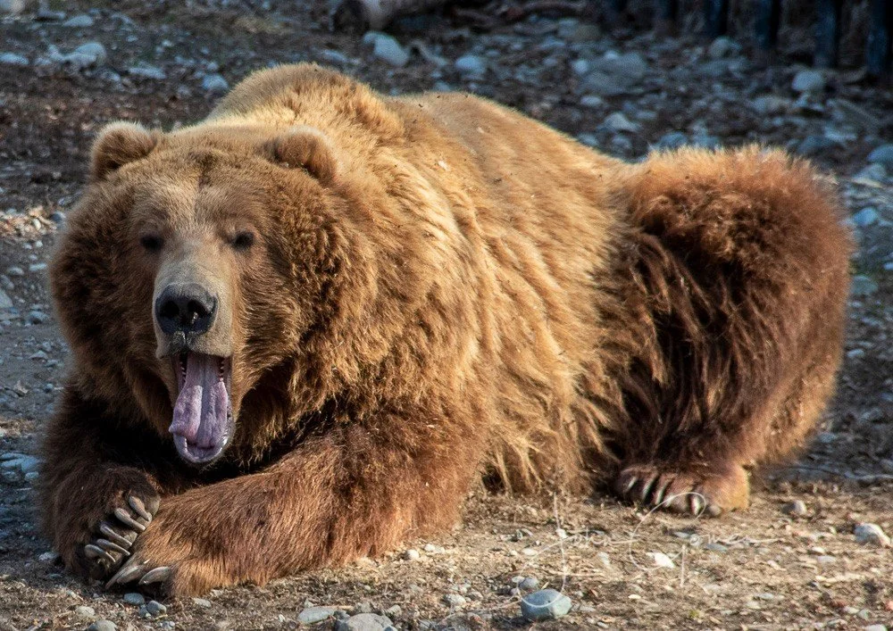 Animal Information Pages — The Alaska Zoo