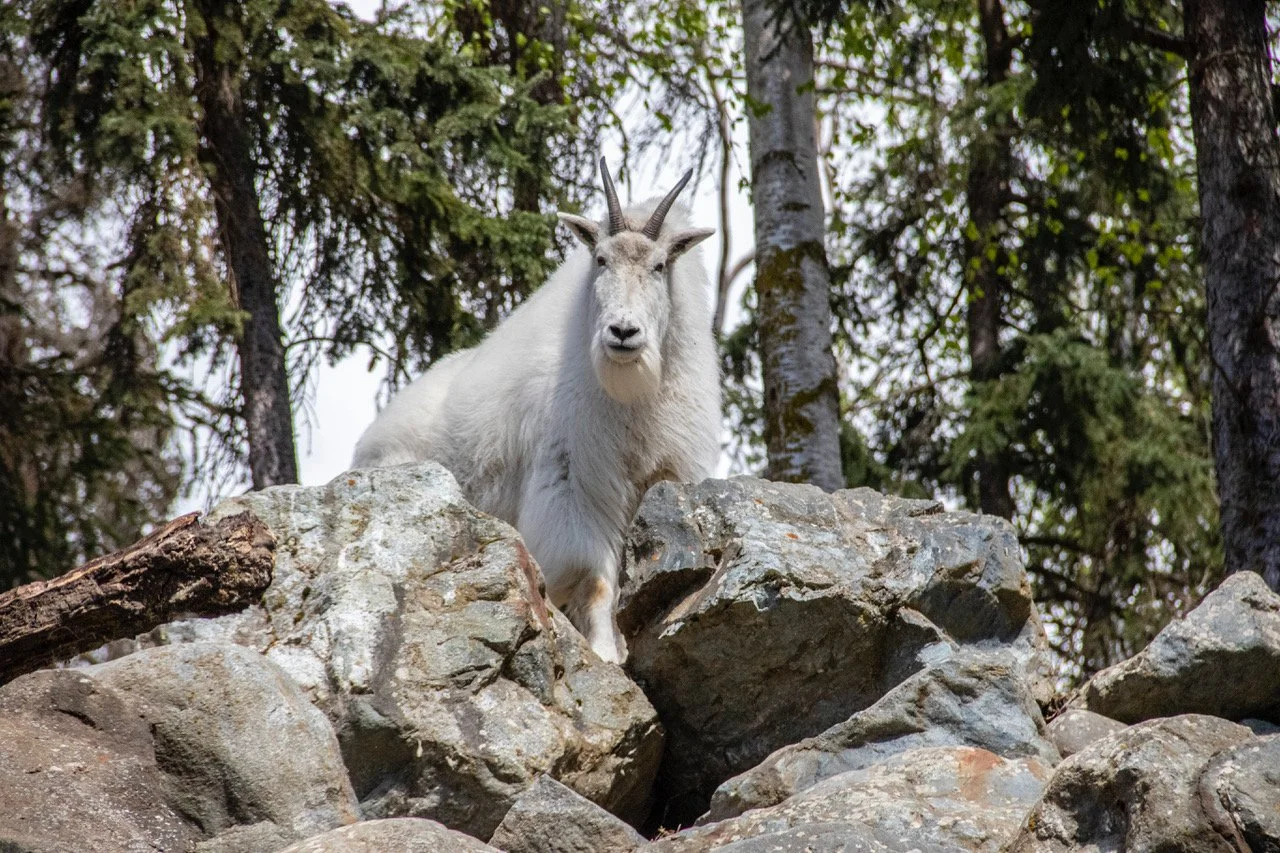 Animal Information Pages — The Alaska Zoo